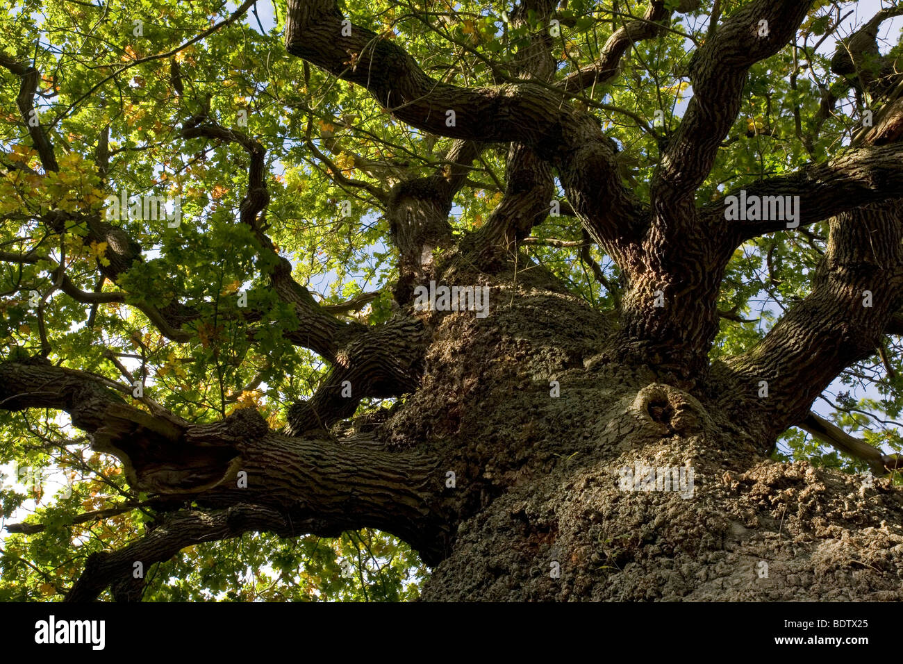 Stieleiche - (Sommereiche) / Pedunculate Oak / Quercus robur - (Quercus ...