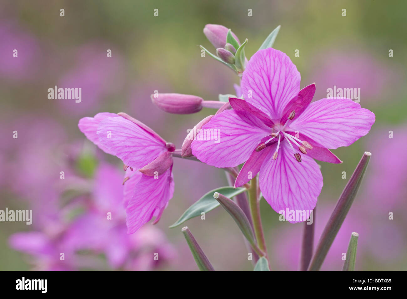 Dwarf fireweed epilobium latifolium hi-res stock photography and images - Alamy