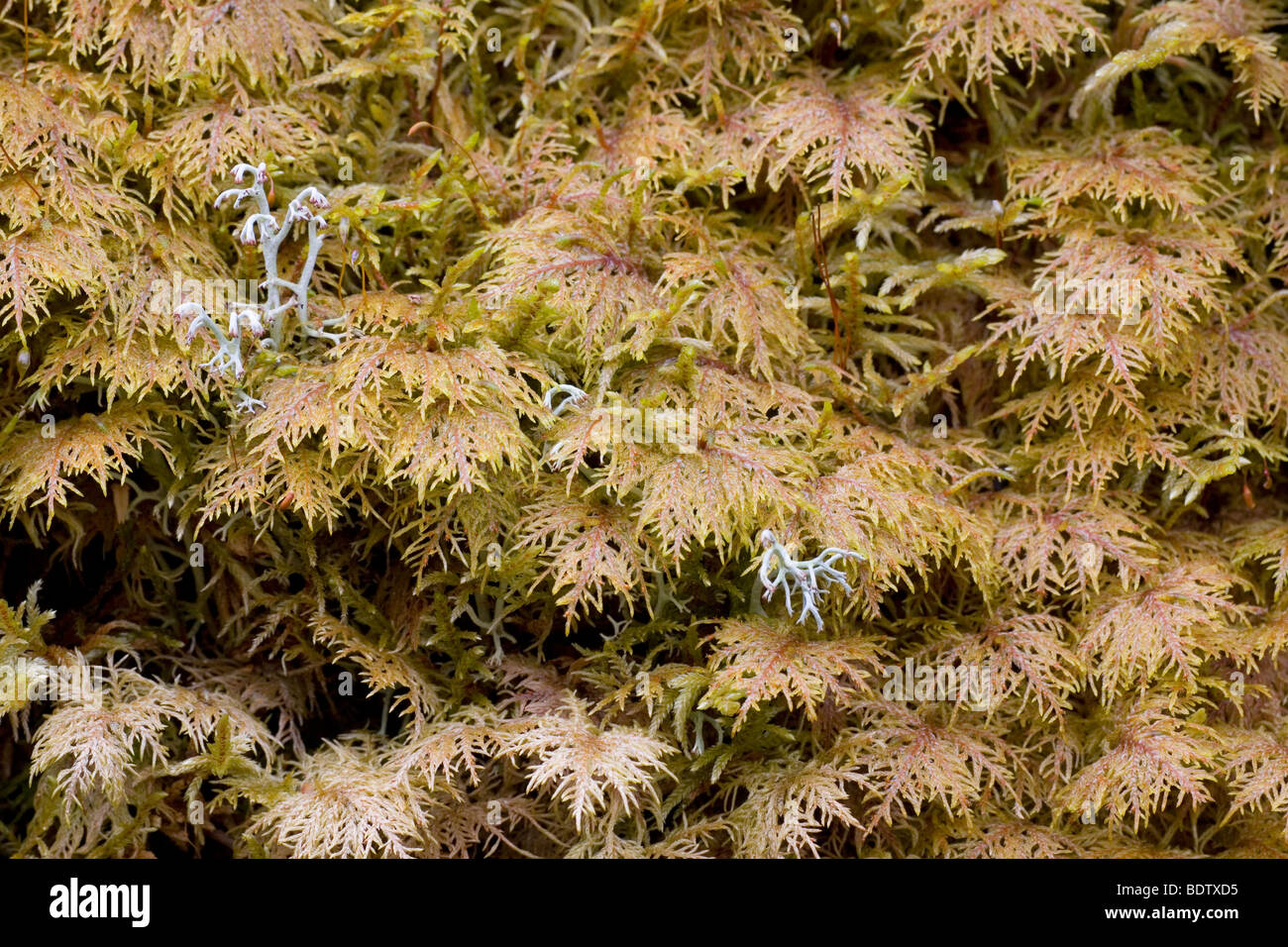 Step moss hi-res stock photography and images - Alamy