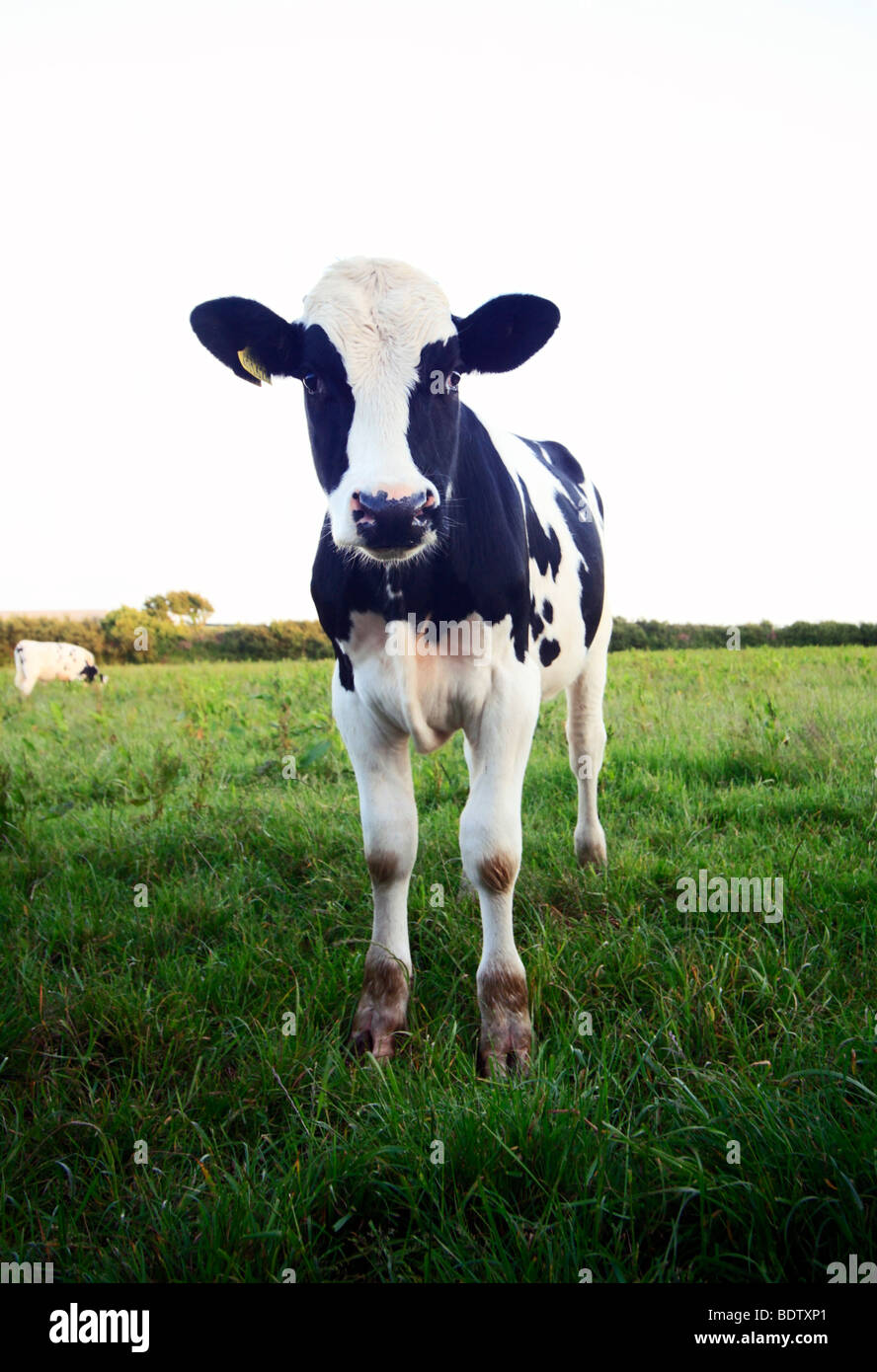 Cow and calf camera hi-res stock photography and images - Alamy