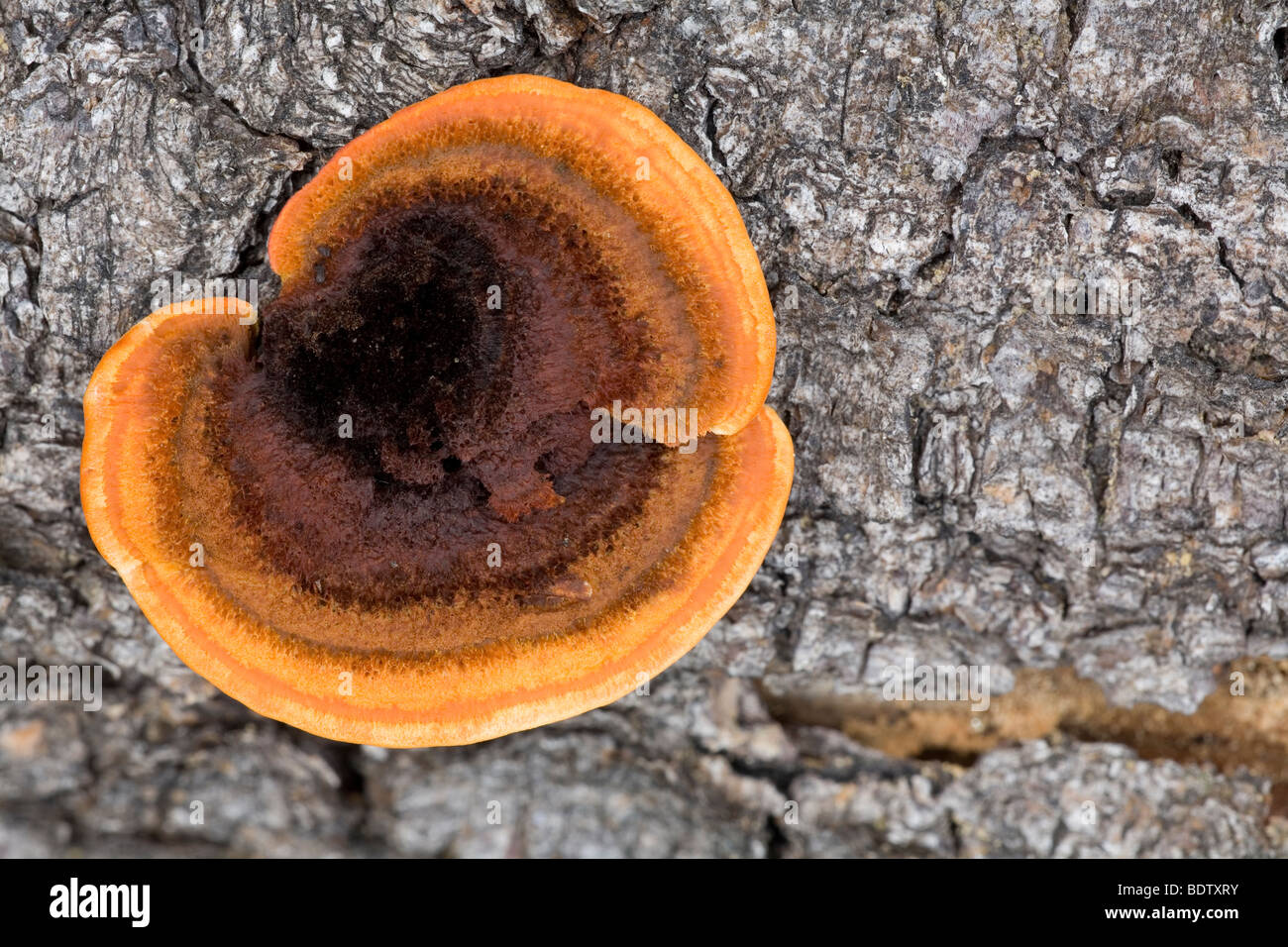 Zaunblaettling - (Zaun-Blaettling) / Rusty Gilled Polypore ...