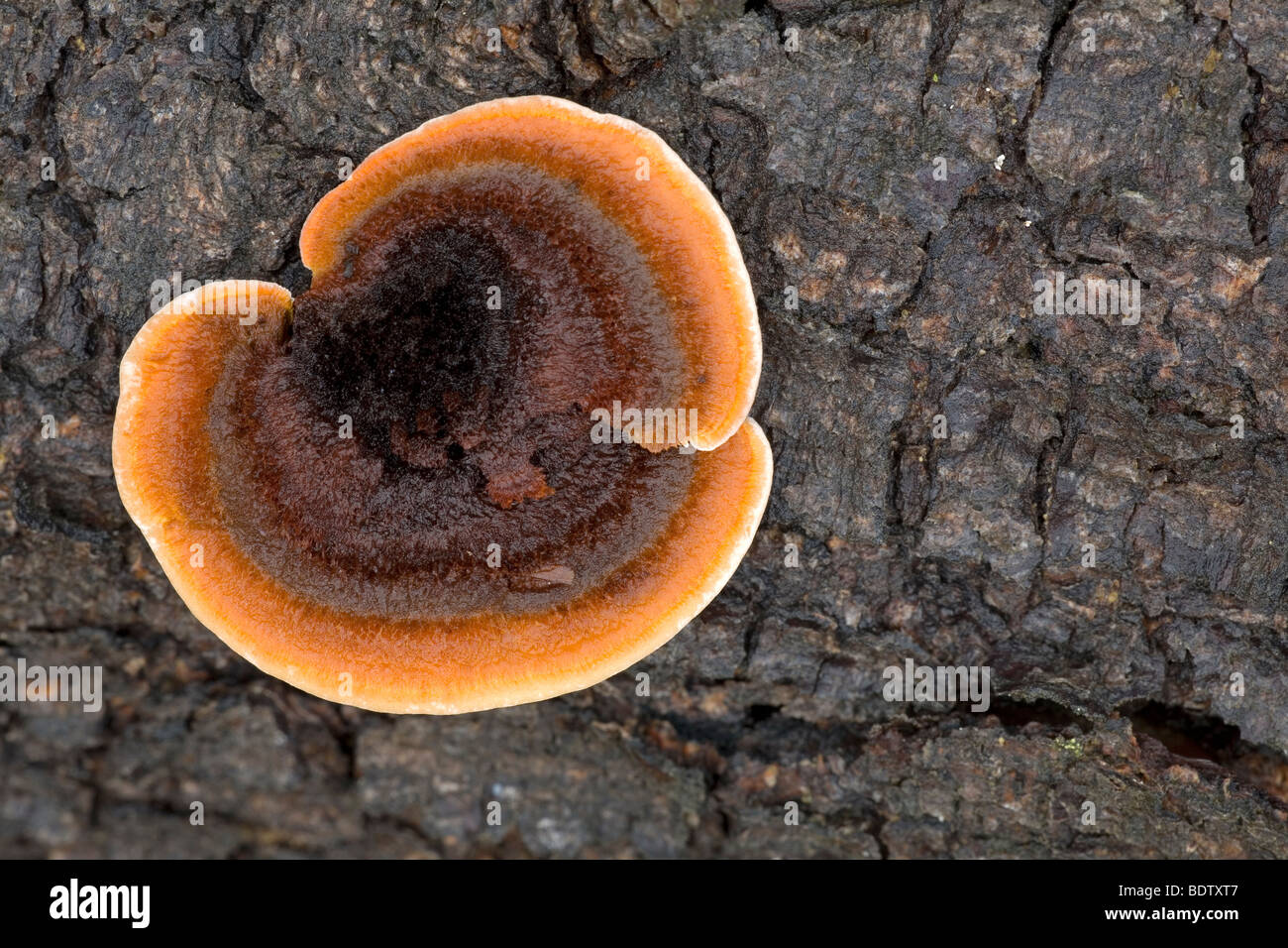 Zaunblaettling - (Zaun-Blaettling) / Rusty Gilled Polypore ...