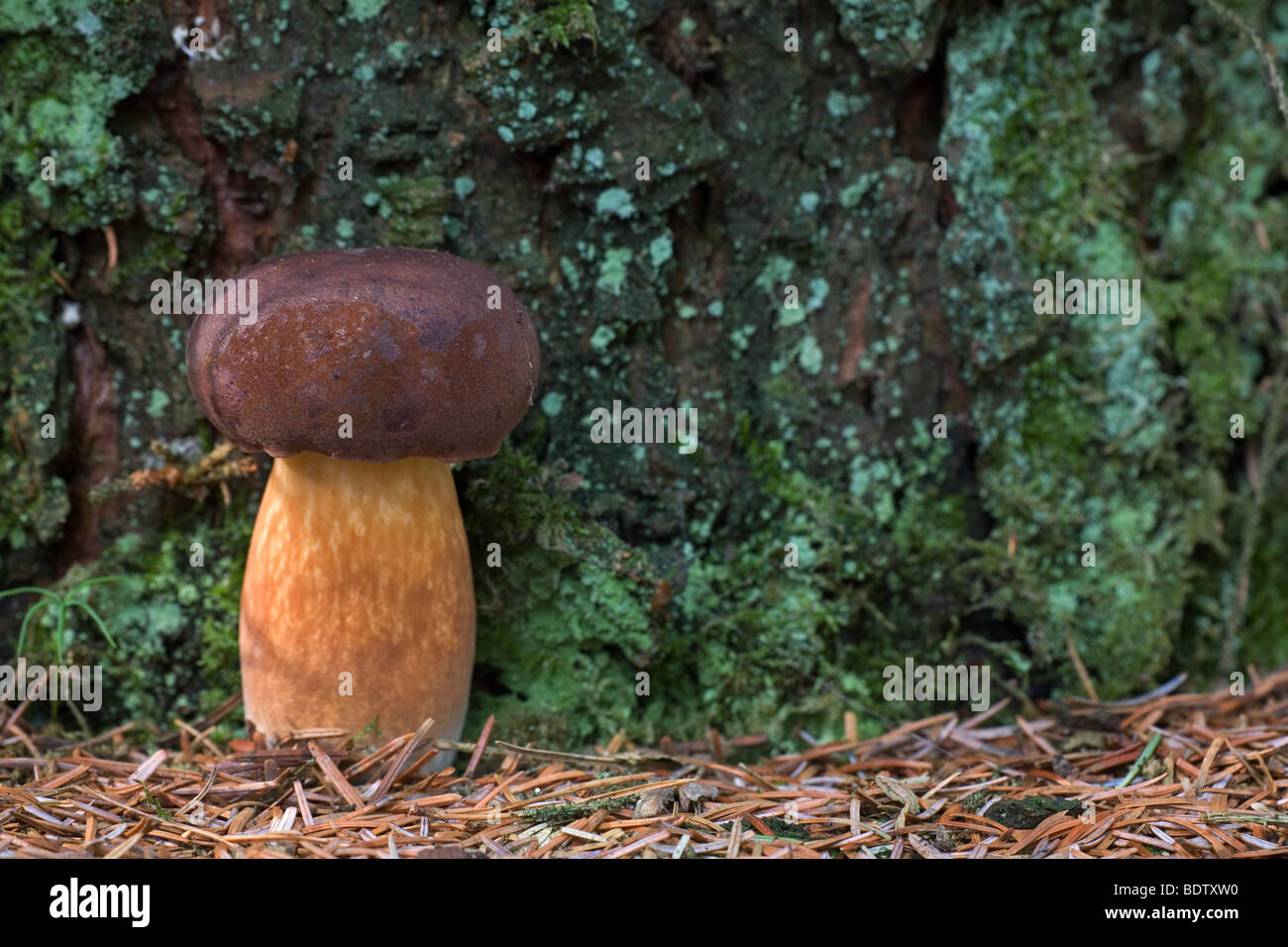 Maronenroehrling High Resolution Stock Photography and Images - Alamy