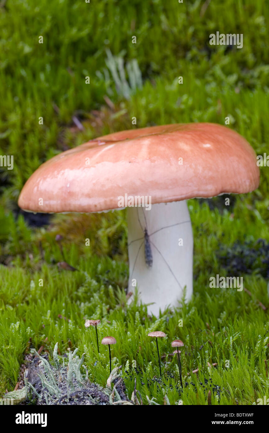 Rosshaar-Schwindlinge & Speisetaeubling / Horsehair Fungus & The Flirt ...