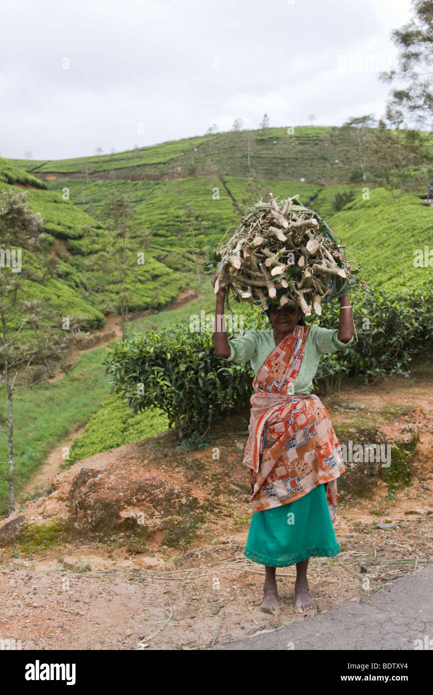 An old woman labourer carries a heavy load of wood sticks on a tea ...
