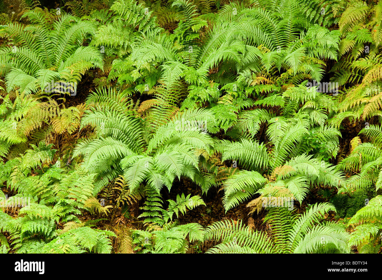 Ferns - John Gollop Stock Photo - Alamy