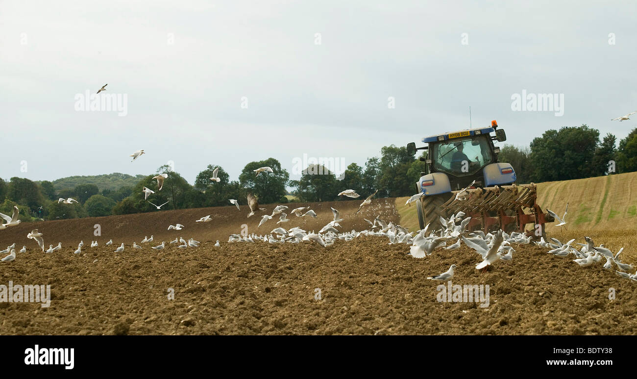 Ploughing the land Stock Photo - Alamy