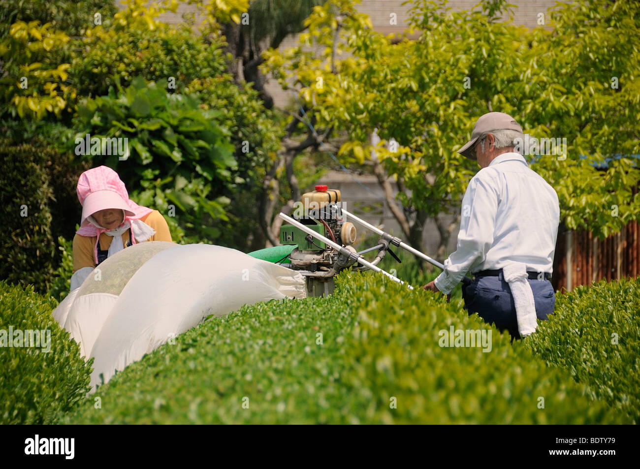 Mechanical tea harvest, cutting machine with fan and collecting bag ...
