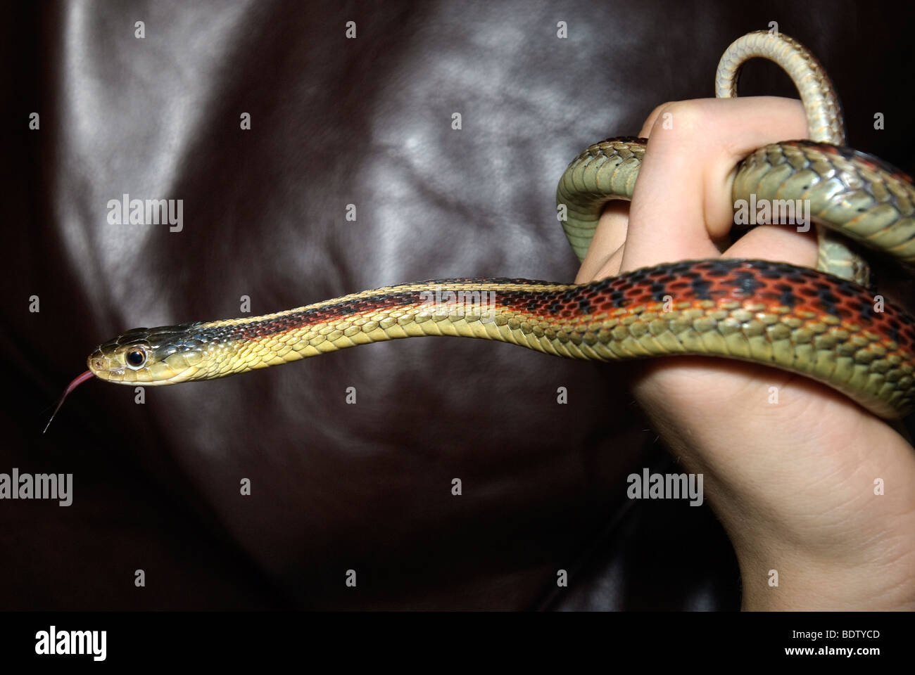 Garter snake hi-res stock photography and images - Alamy