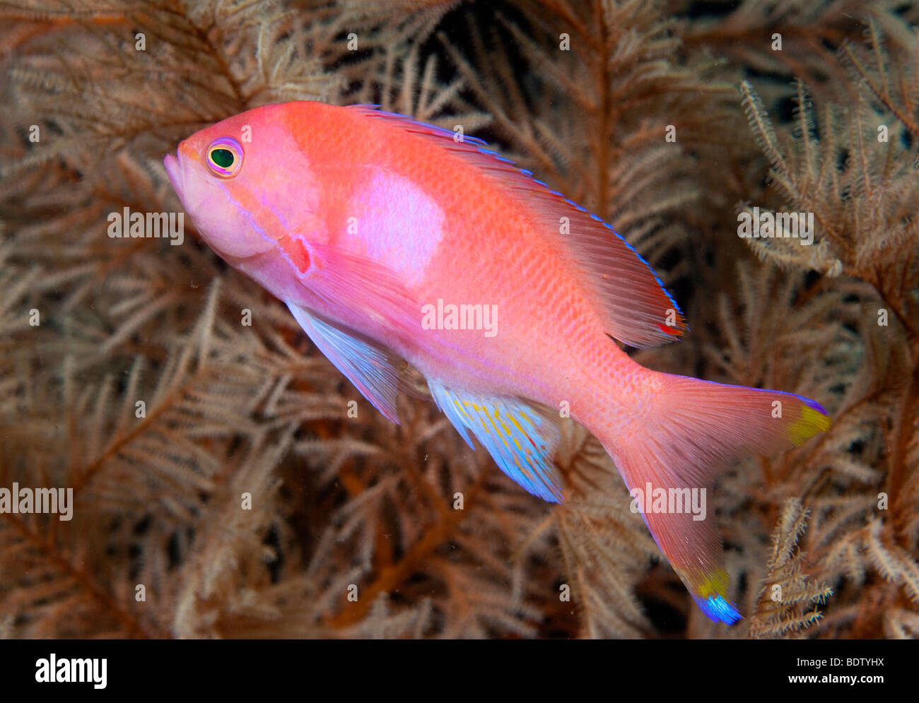 Pink perch hi-res stock photography and images - Alamy