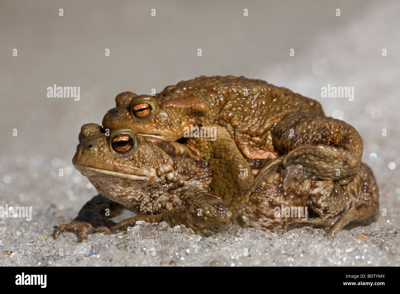 Female toad hi-res stock photography and images - Alamy
