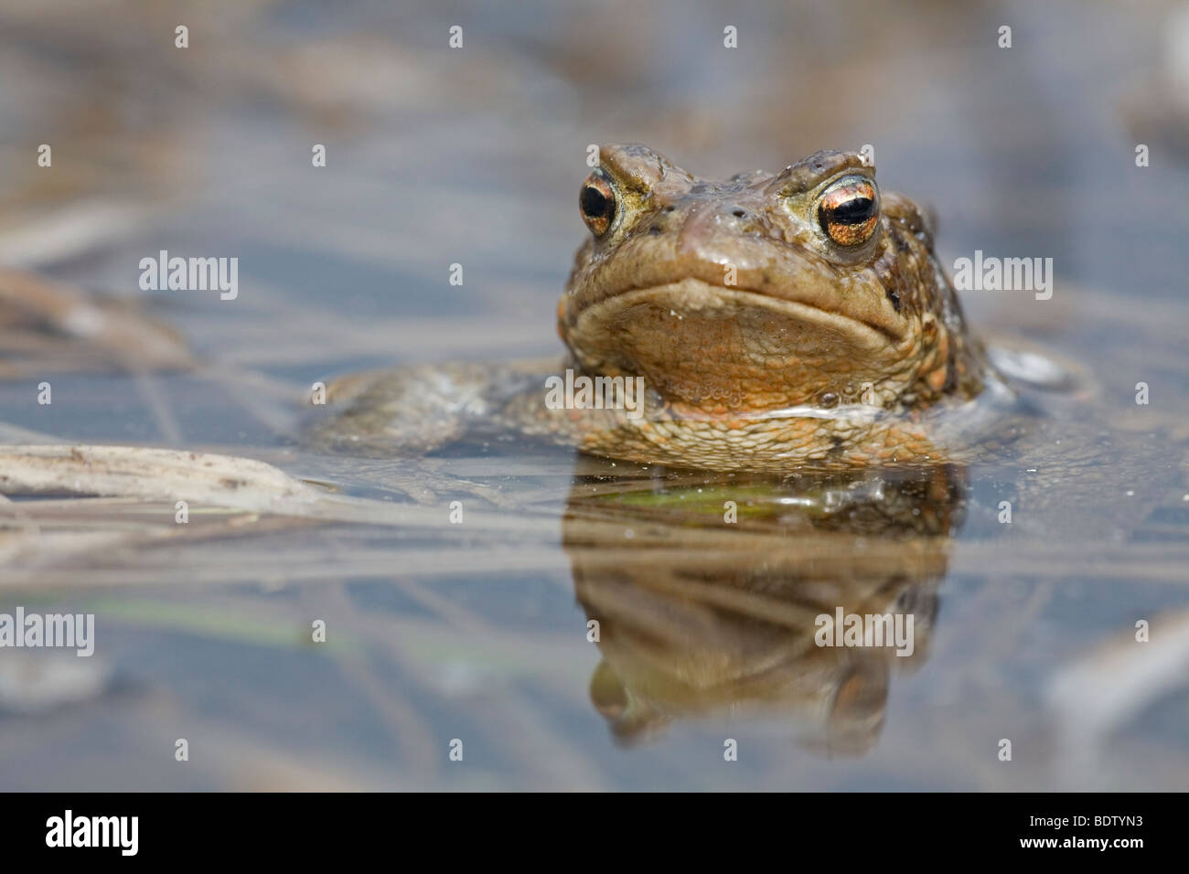 Tooschkrott hi-res stock photography and images - Alamy