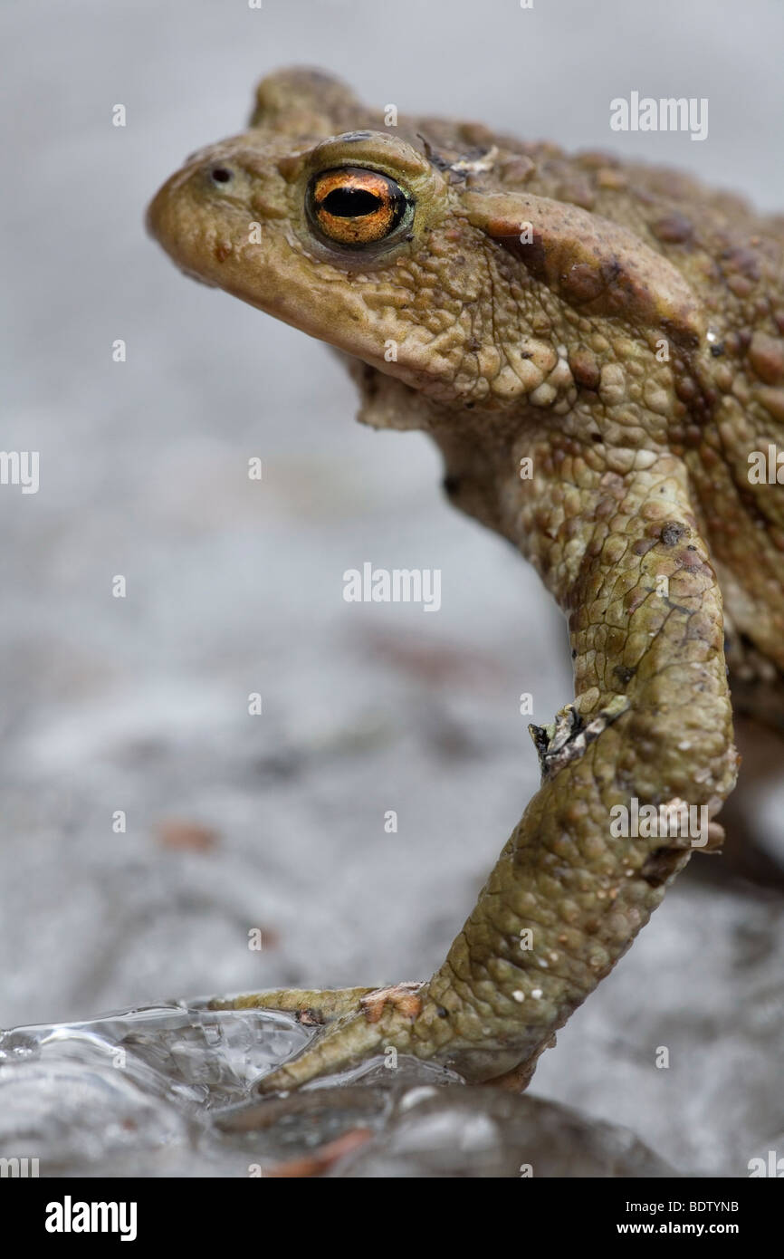 Amphibians toad snow hi-res stock photography and images - Alamy