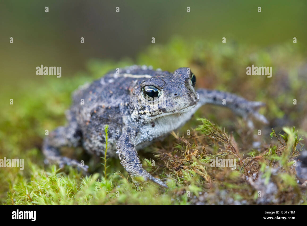 natterjack toad youth Stock Photo - Alamy