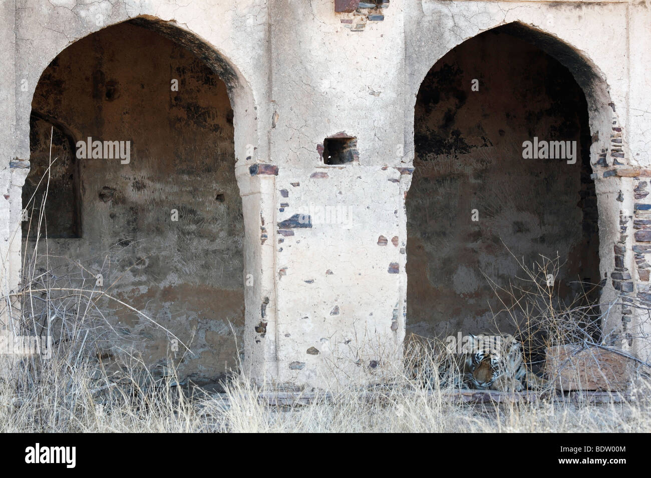 indischer tiger, koenigstiger, panthera tigris tigris, indien, asien ...