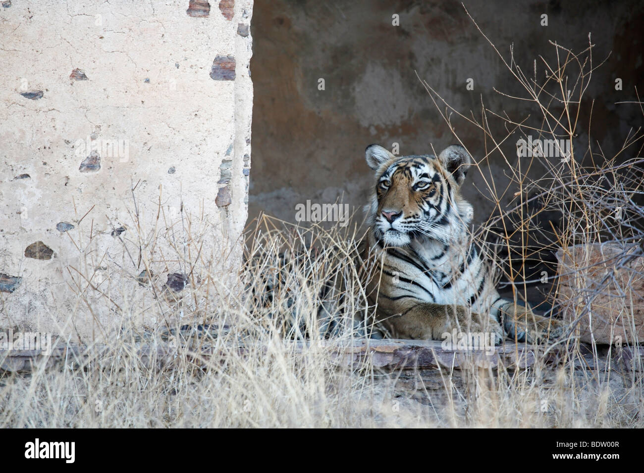 indischer tiger, koenigstiger, panthera tigris tigris, indien, asien ...