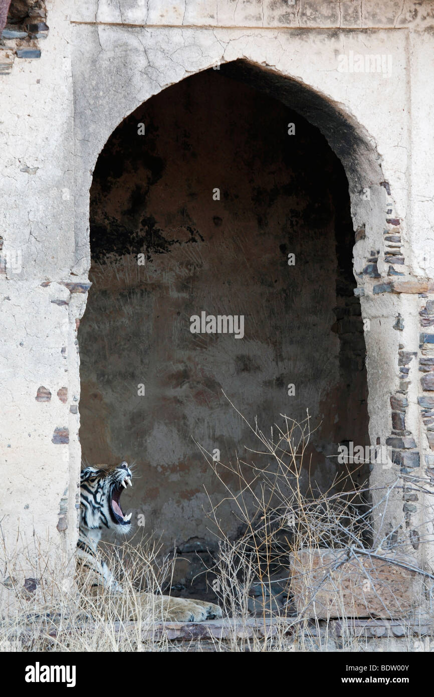 Bengal tiger koenigstiger panthera tigris hi-res stock photography and ...