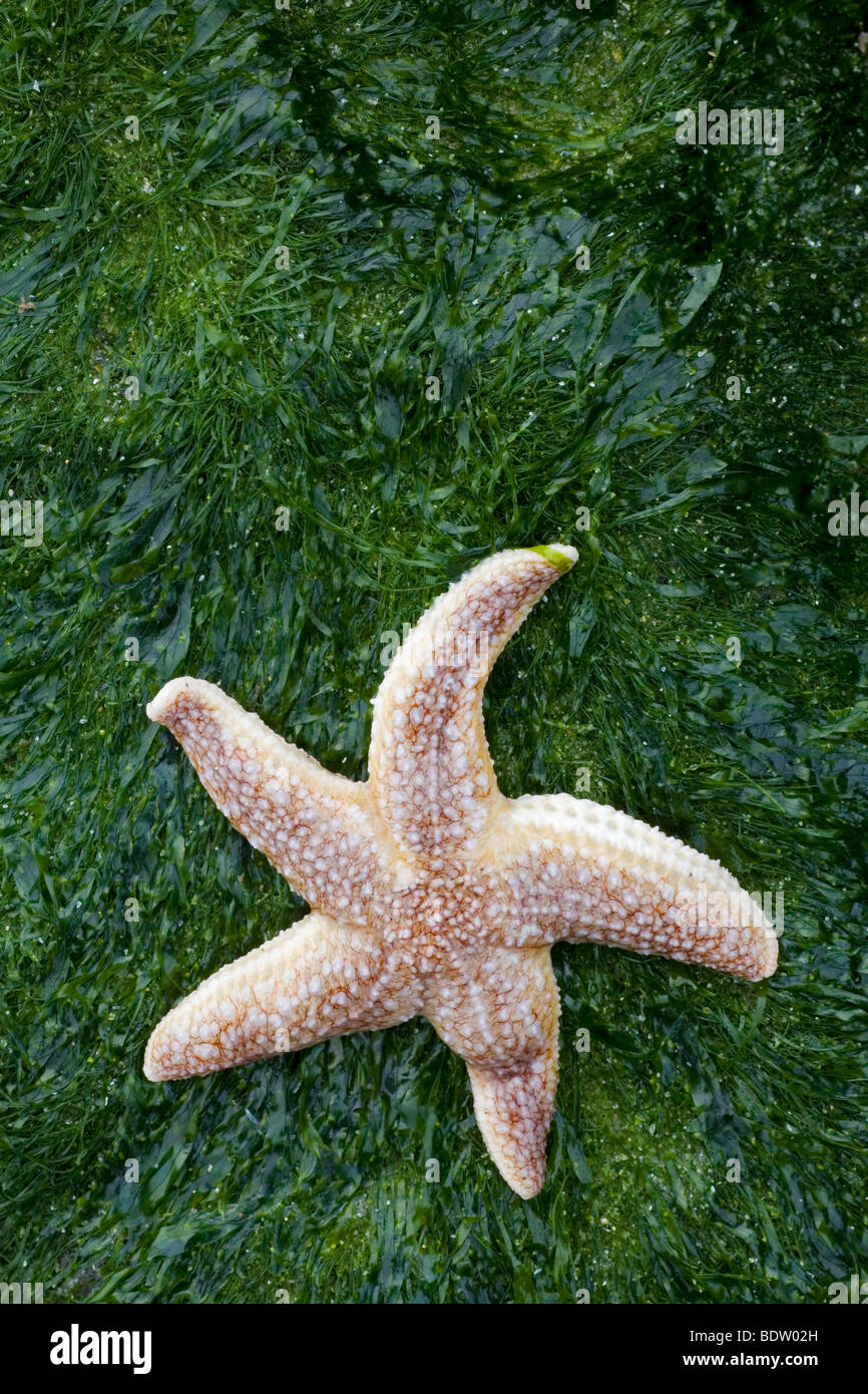 Gemeiner seestern hi-res stock photography and images - Alamy