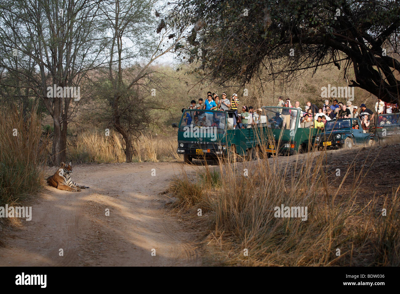 indischer tiger, koenigstiger, panthera tigris tigris, indien, asien ...