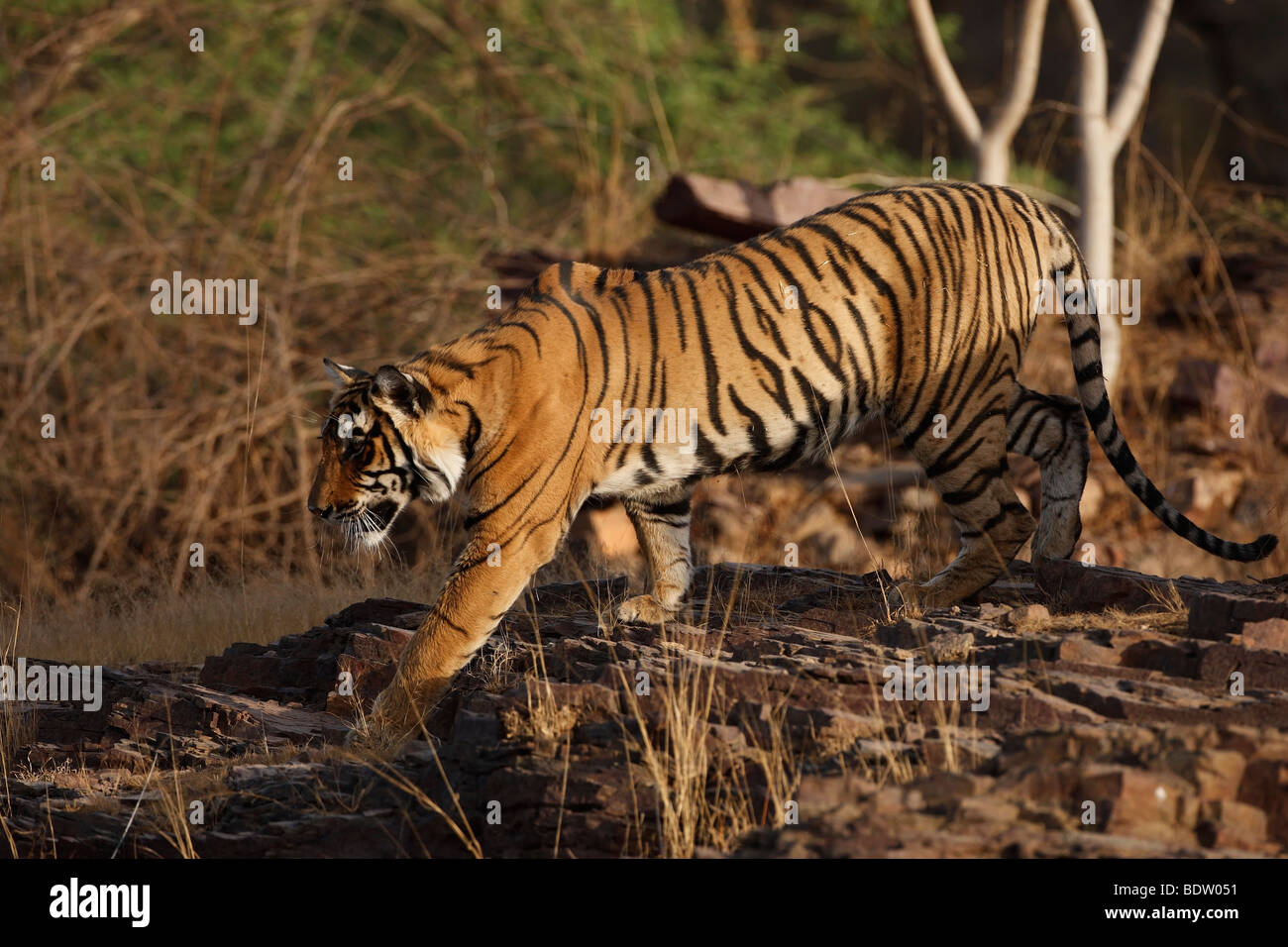 Bengal tiger koenigstiger panthera tigris hi-res stock photography and ...