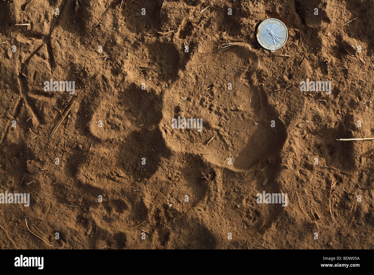 indischer tiger, koenigstiger, panthera tigris tigris, indien, asien ...