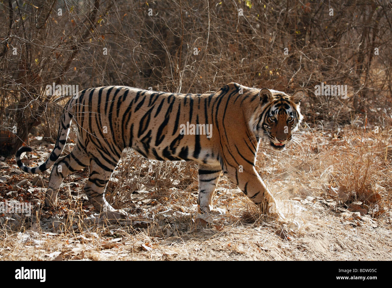 indischer tiger, koenigstiger, panthera tigris tigris, indien, asien ...