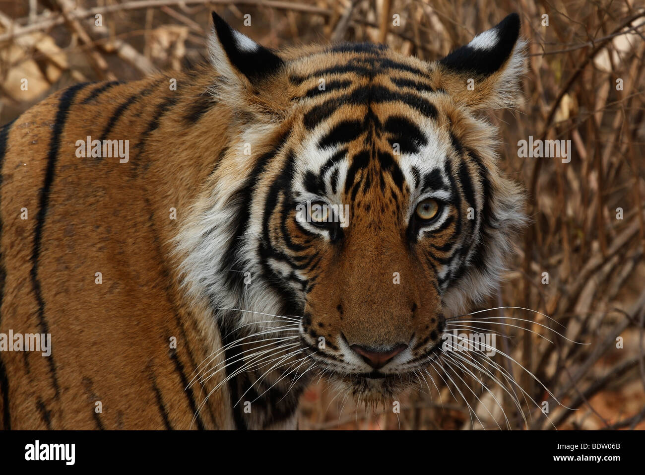 indischer tiger, koenigstiger, panthera tigris tigris, indien, asien ...
