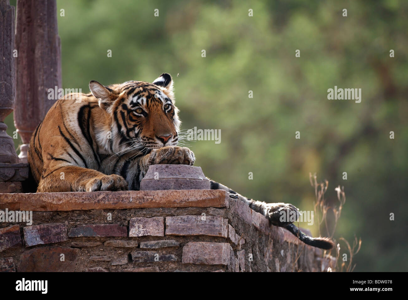 Ranthambore tiger temple hi-res stock photography and images - Alamy