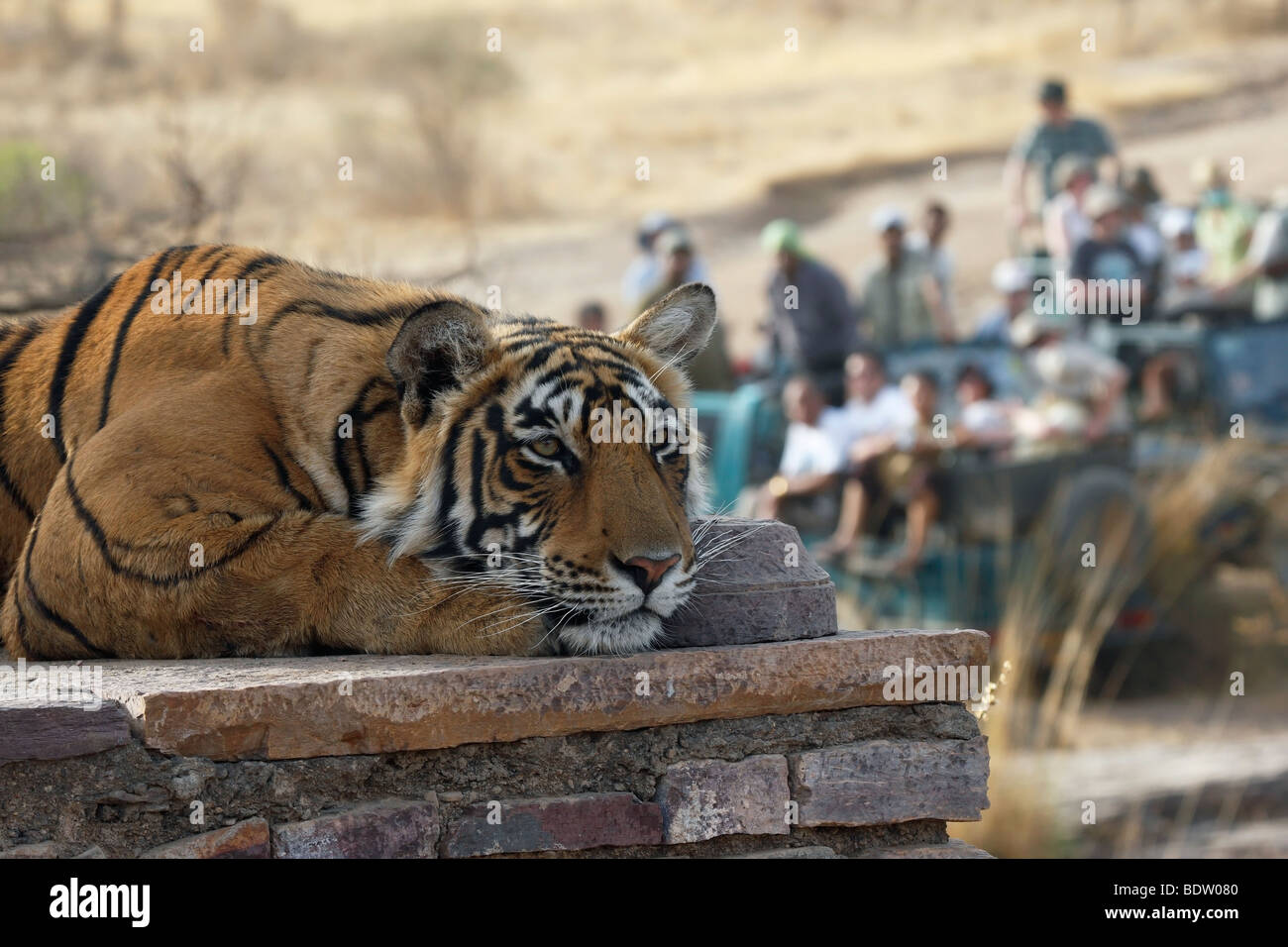 Ranthambore tiger temple hi-res stock photography and images - Alamy