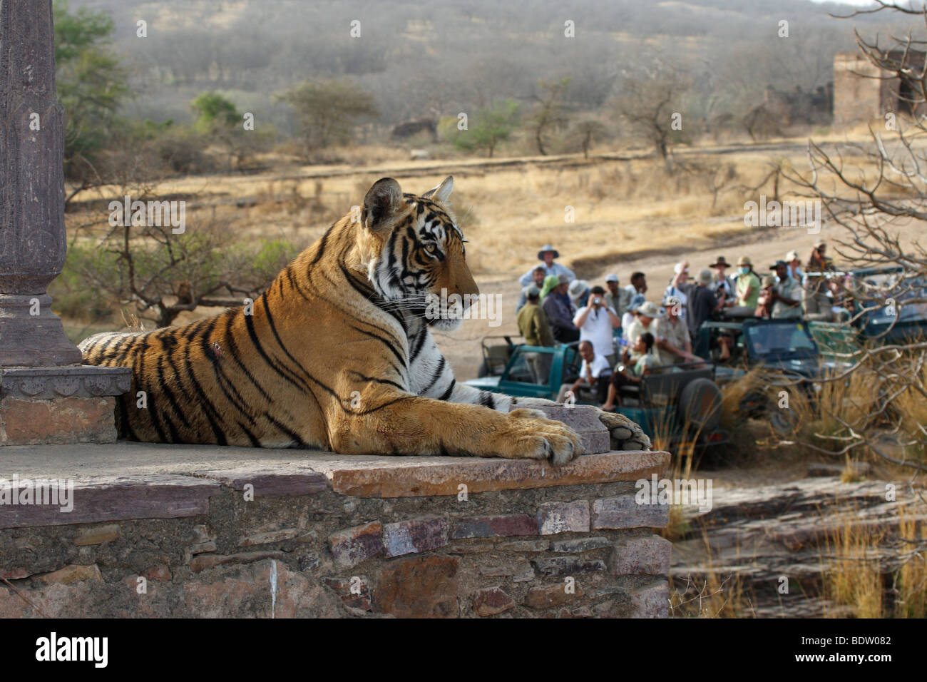 Ranthambore tiger temple hi-res stock photography and images - Alamy