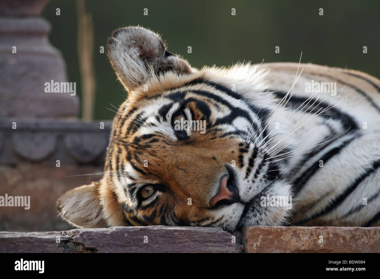 Ranthambore tiger temple hi-res stock photography and images - Alamy