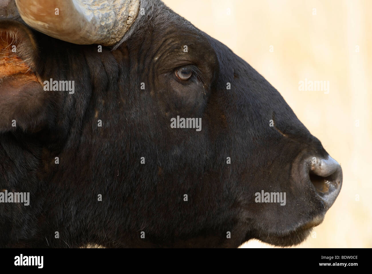Gaur Gaur Bos gaurus Stock Photo - Alamy