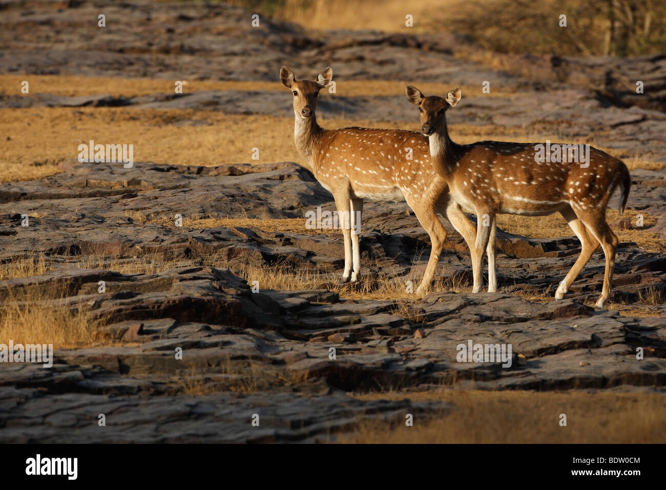 Axishirsch Spotted deer Axis axis Stock Photo - Alamy