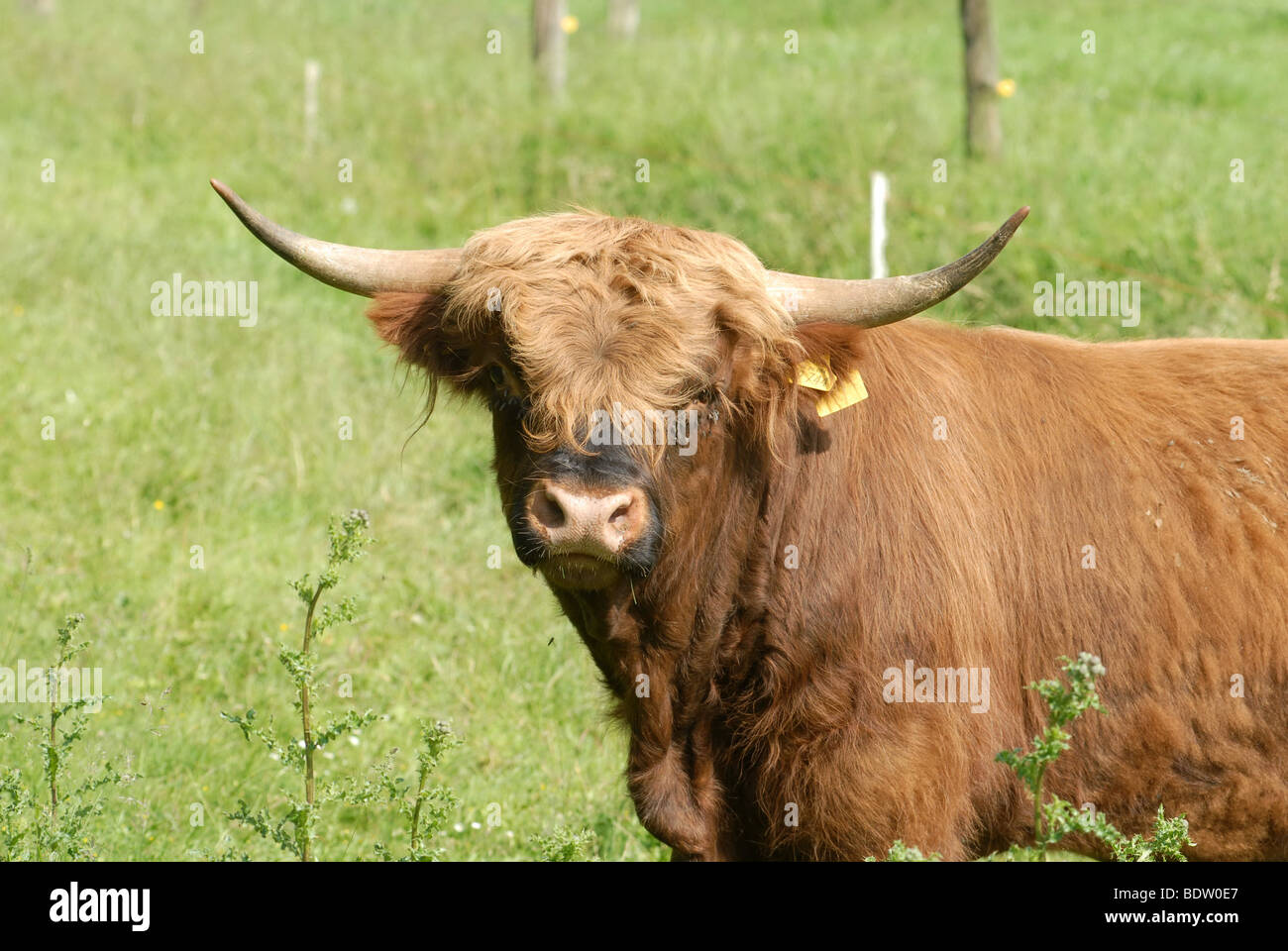 scottish highland cattle, Schottisches Hochlandrind Stock Photo - Alamy