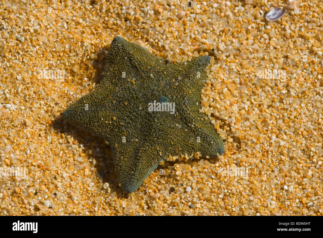 Patiriella hi-res stock photography and images - Alamy