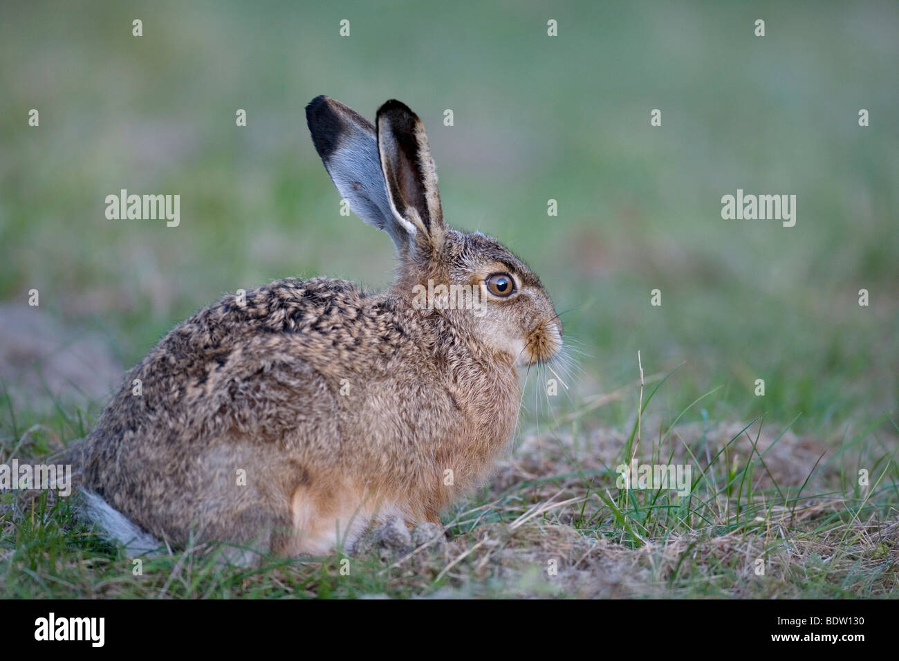 Brown hare european hare leveret hi-res stock photography and images ...