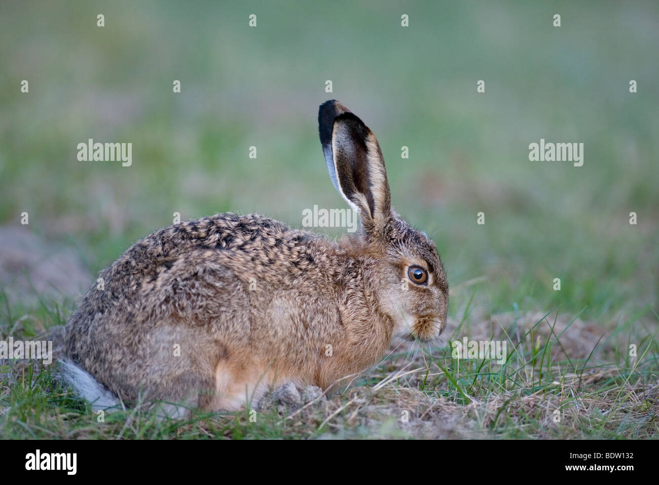 Brown Hare - (European Hare - leveret) / Lepus europaeus Stock Photo ...