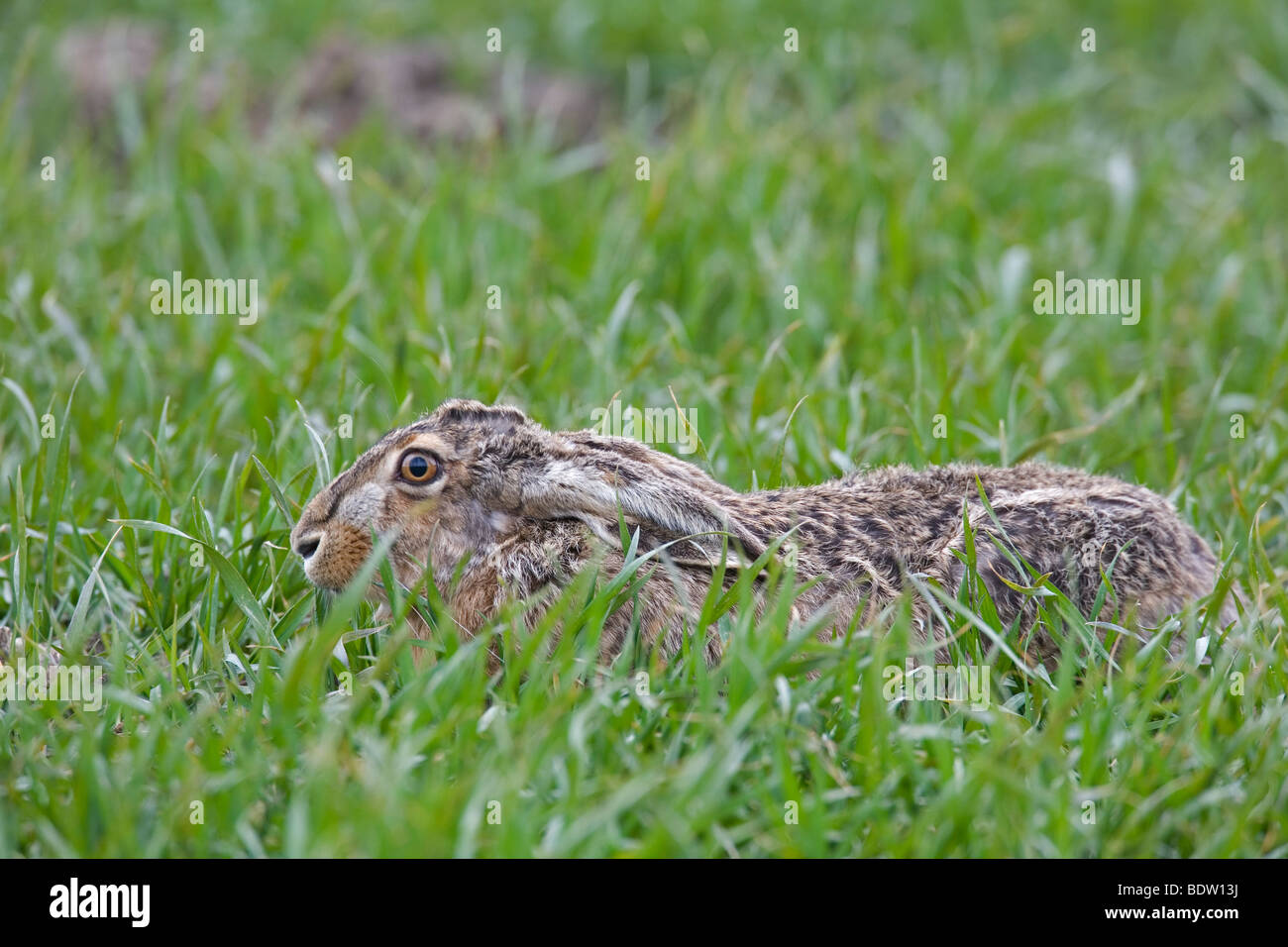 Brown Hare - (European Hare - leveret) / Lepus europaeus Stock Photo ...