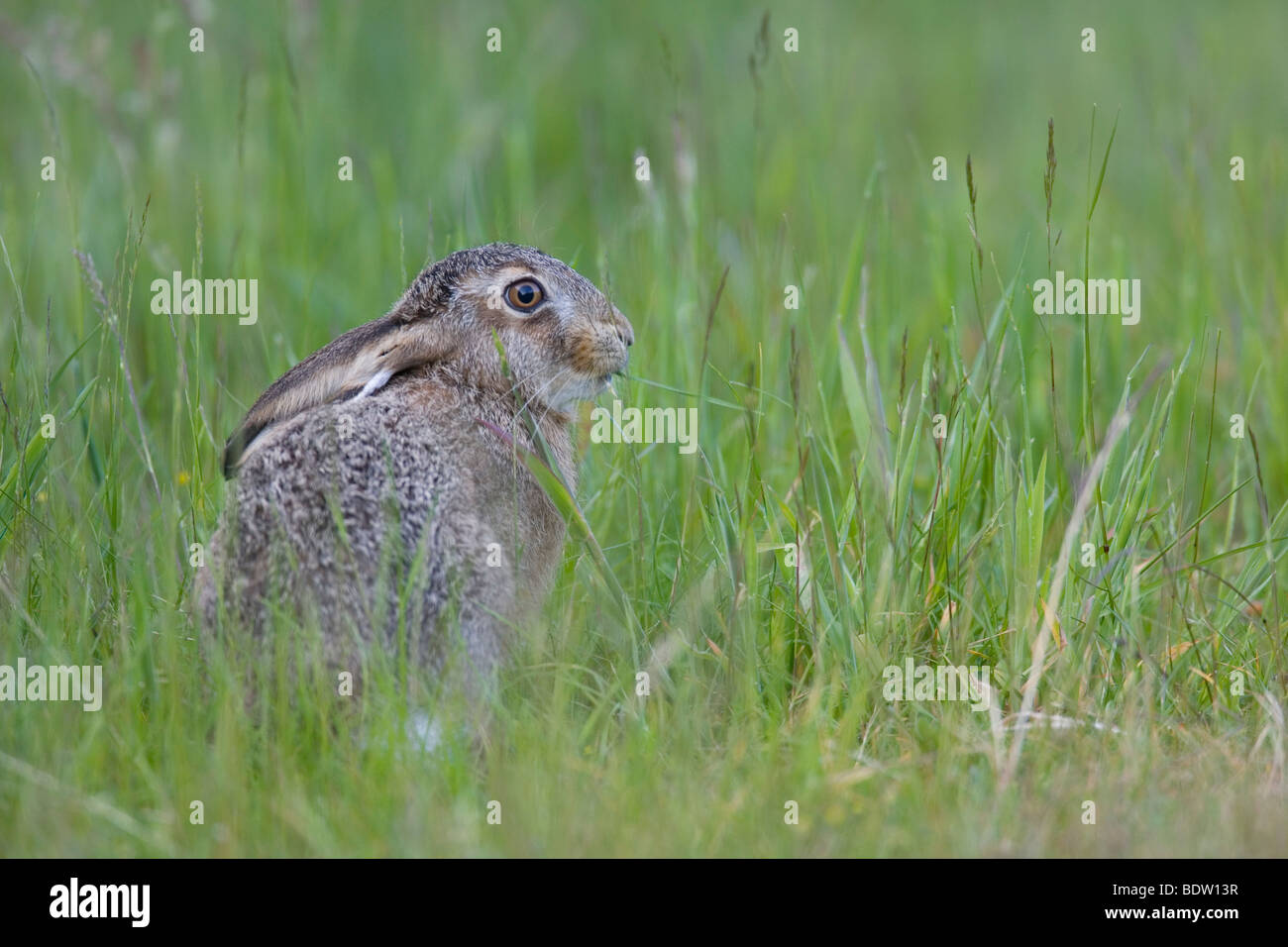Brown hare european hare leveret hi-res stock photography and images ...