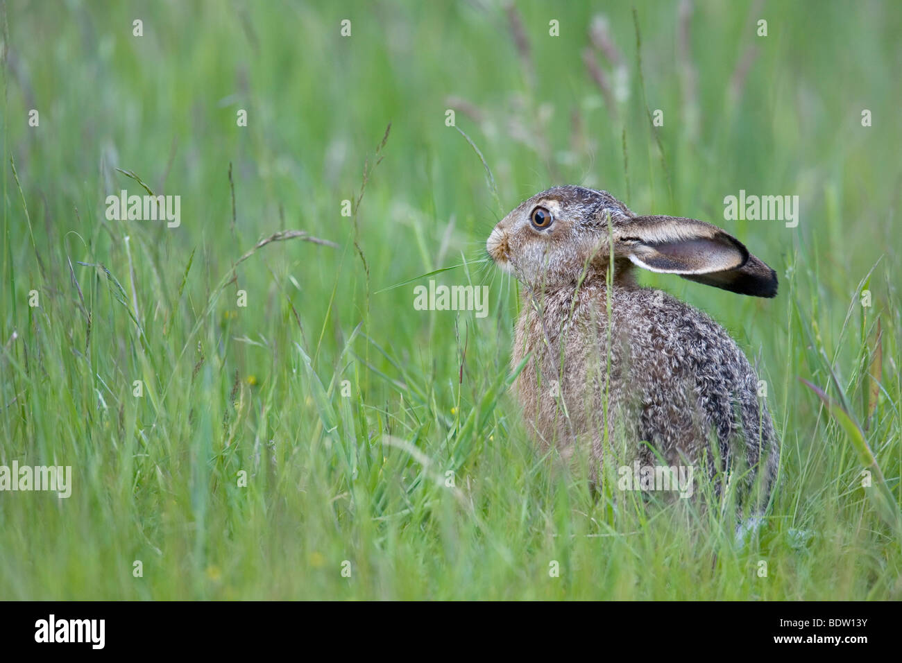 Brown Hare - (European Hare - leveret) / Lepus europaeus Stock Photo ...