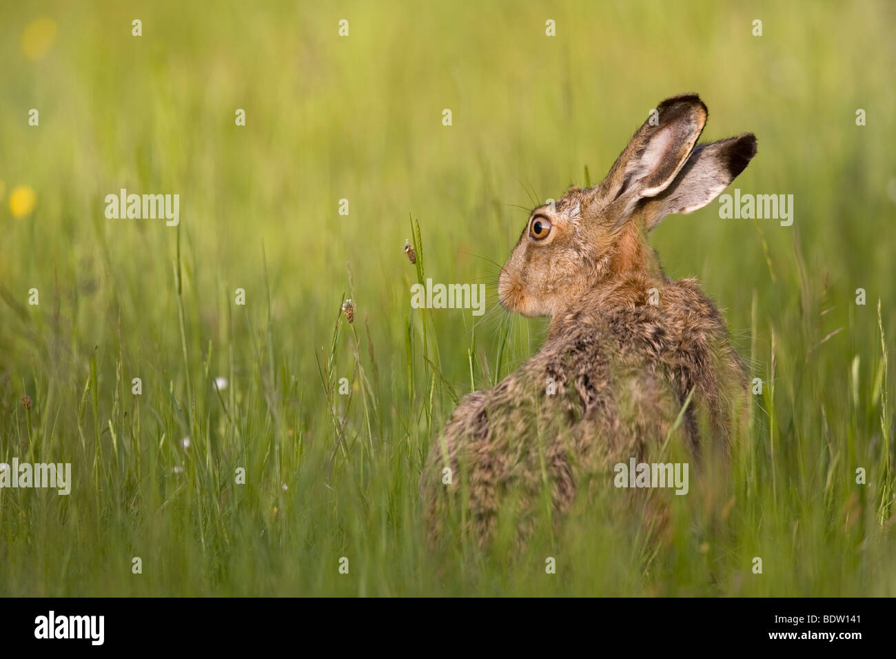 Brown Hare - (European Hare - leveret) / Lepus europaeus Stock Photo ...