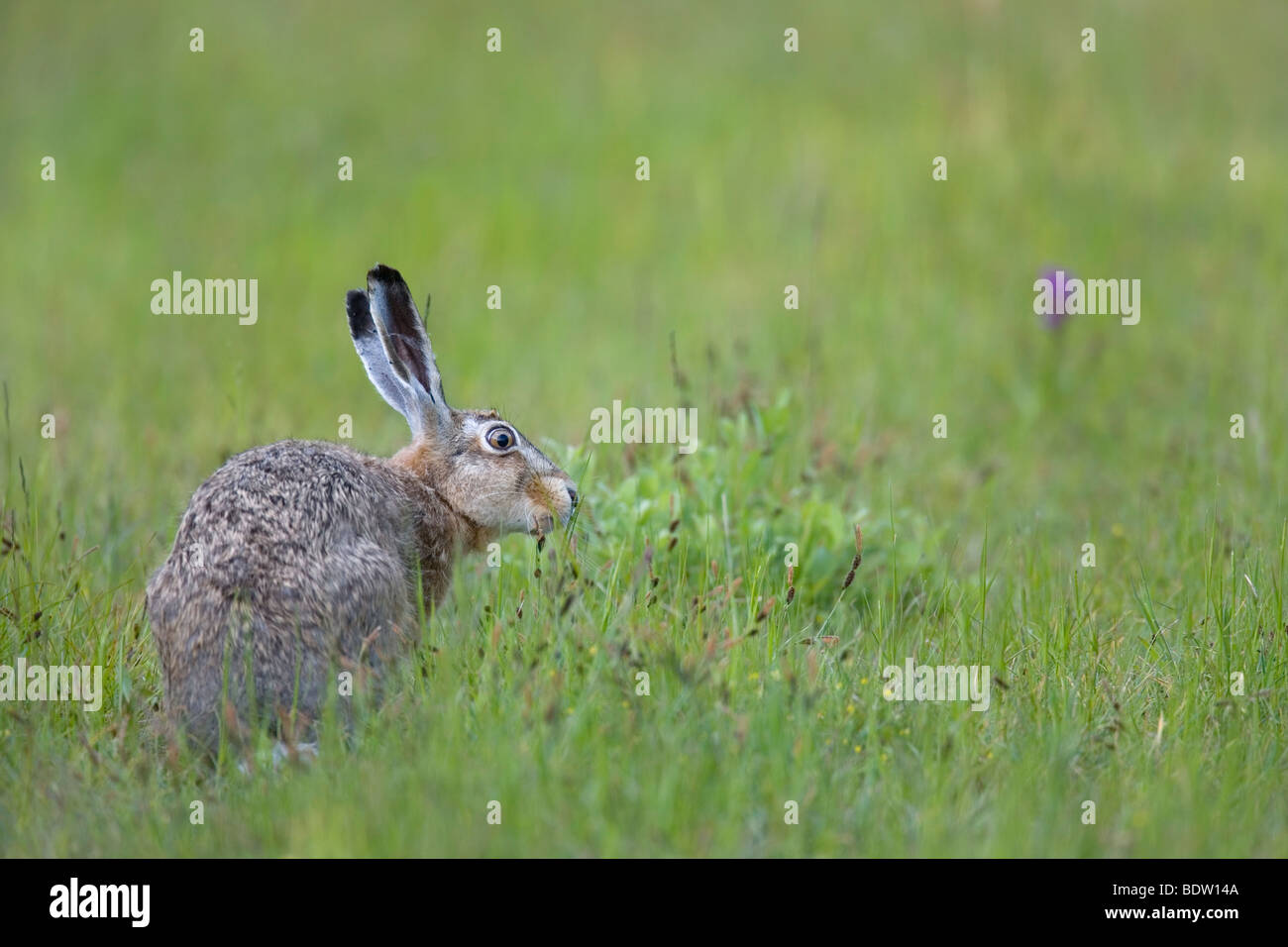 Brown Hare - (European Hare - leveret) / Lepus europaeus Stock Photo ...