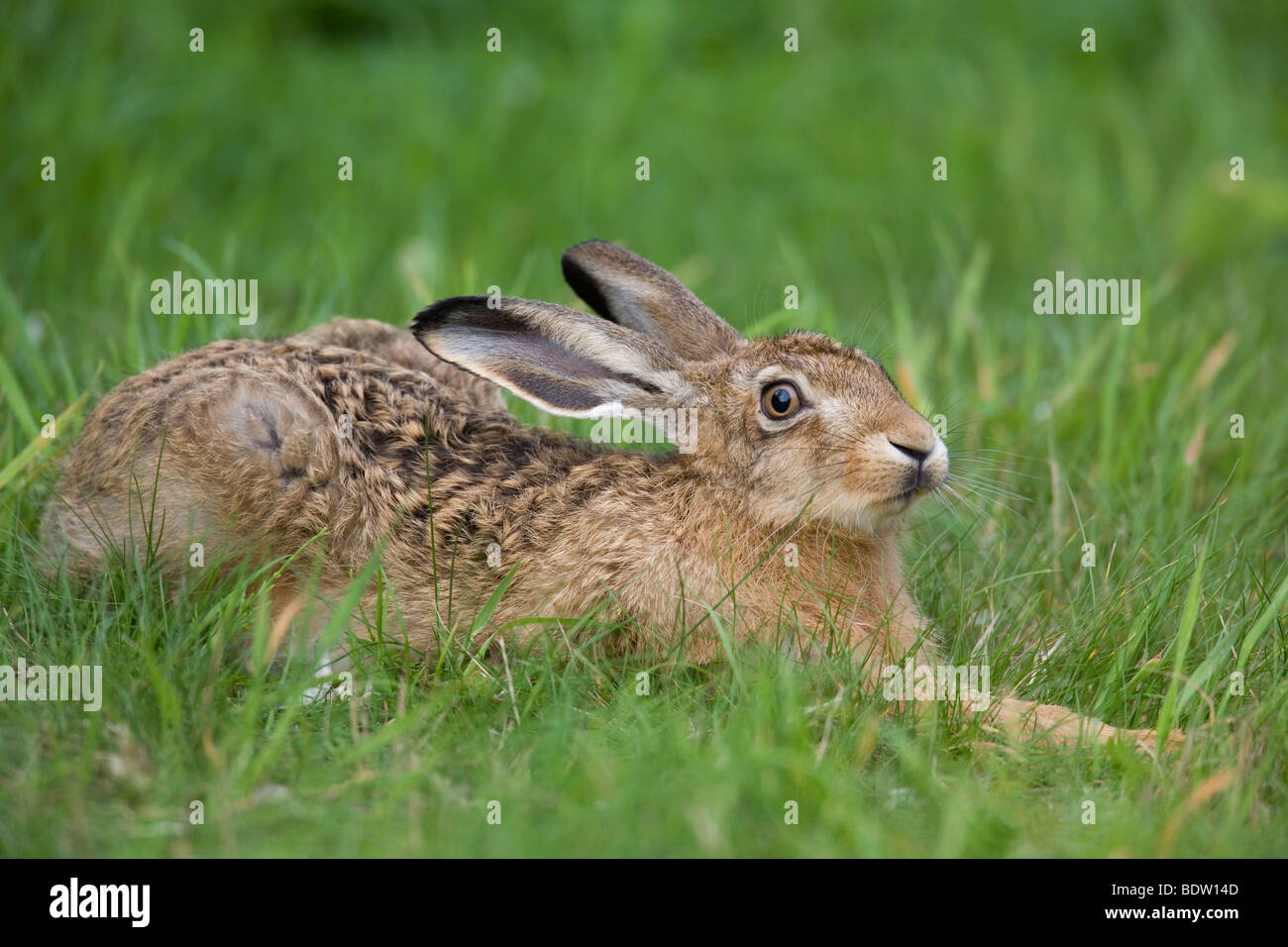 Brown Hare - (European Hare - leveret) / Lepus europaeus Stock Photo ...