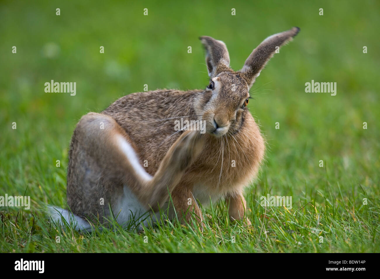 Brown Hare - (European Hare - leveret) / Lepus europaeus Stock Photo ...