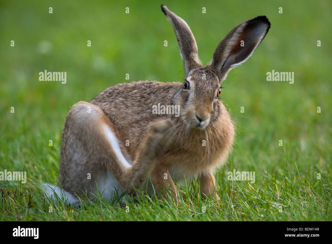 Hare scratching hi-res stock photography and images - Alamy