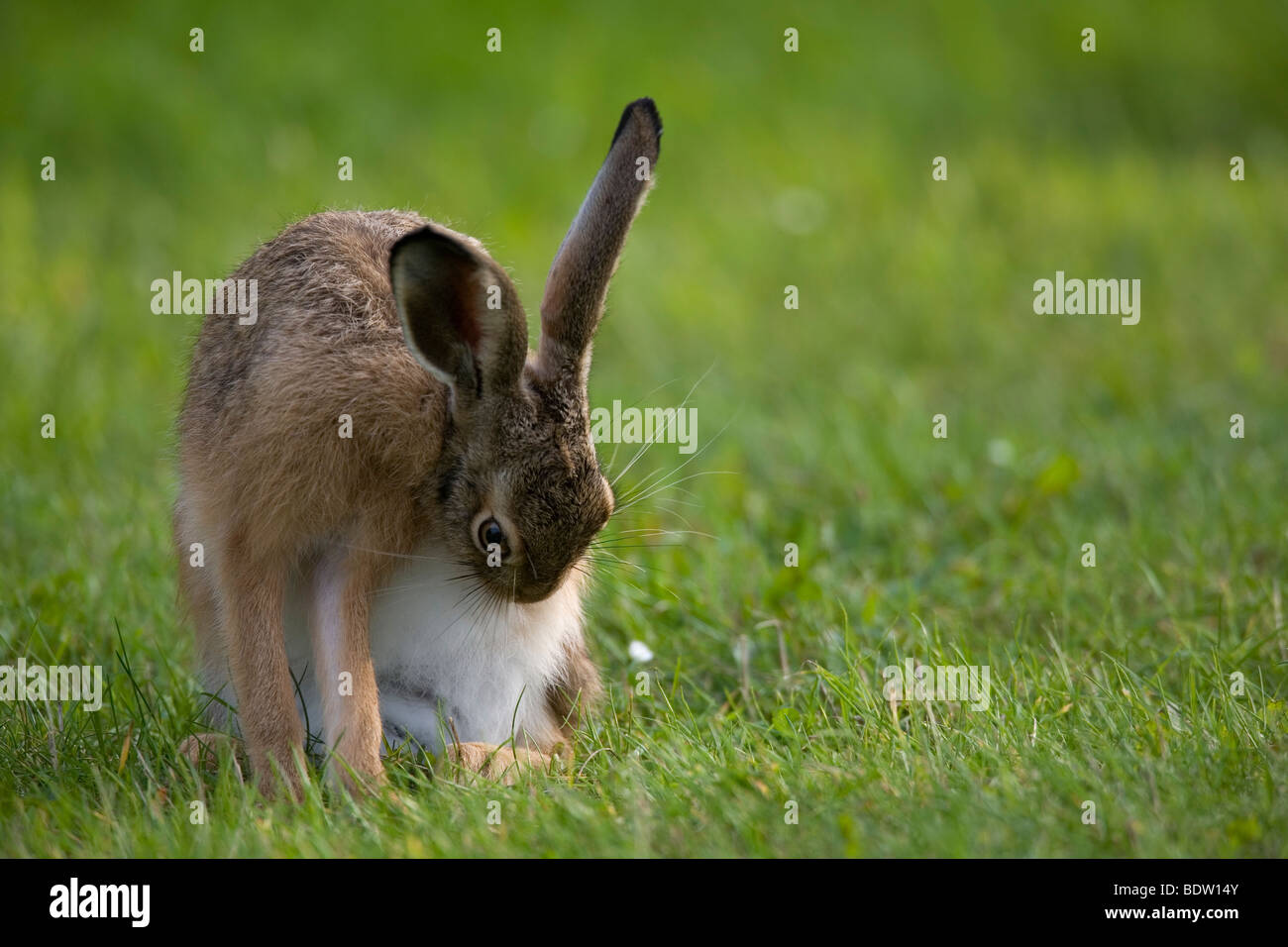 Brown Hare - (European Hare - leveret) / Lepus europaeus Stock Photo ...