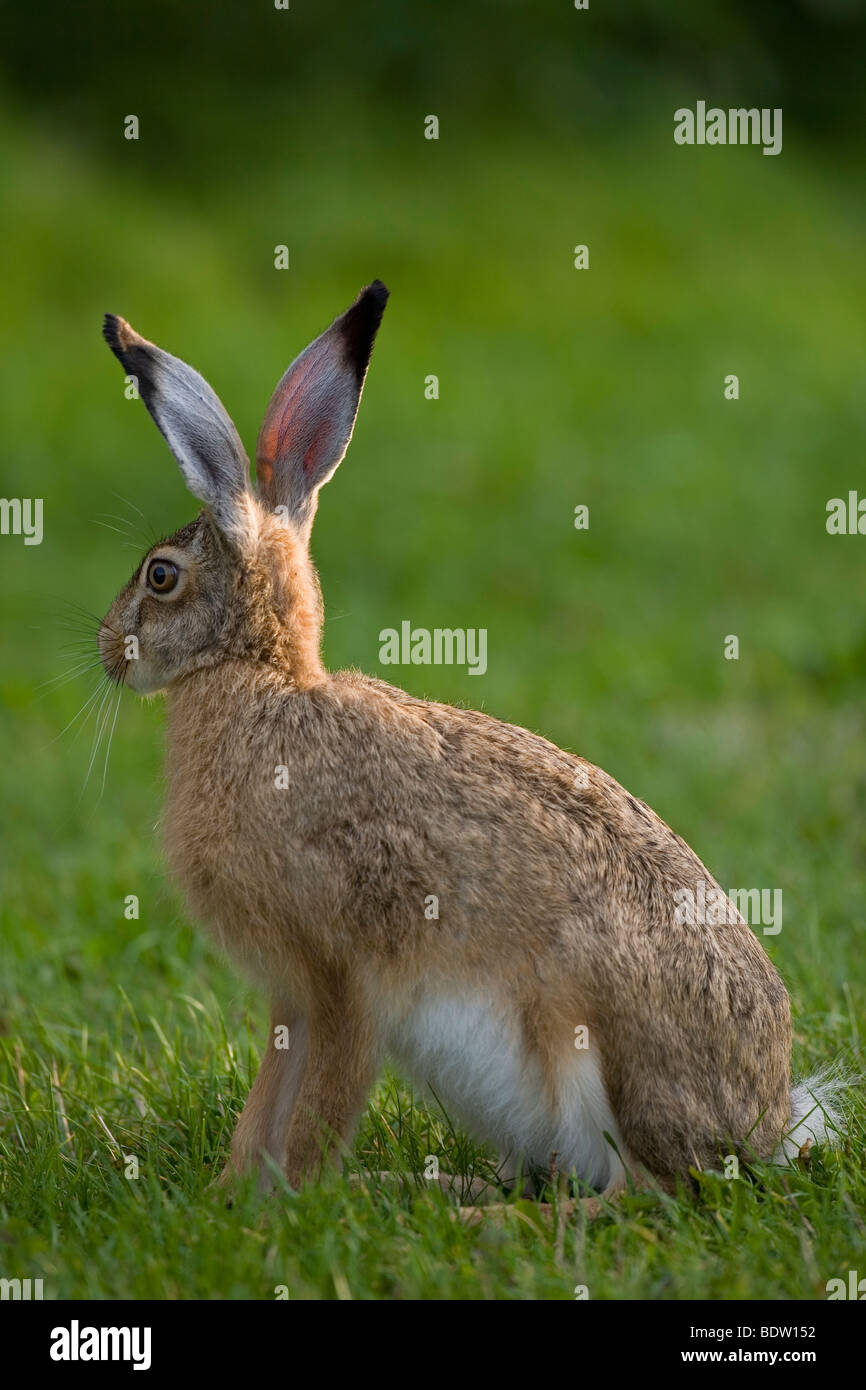 Brown Hare - (European Hare - leveret) / Lepus europaeus Stock Photo ...