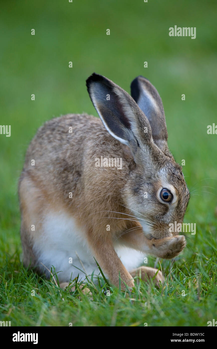 Brown Hare - (European Hare - leveret) / Lepus europaeus Stock Photo ...