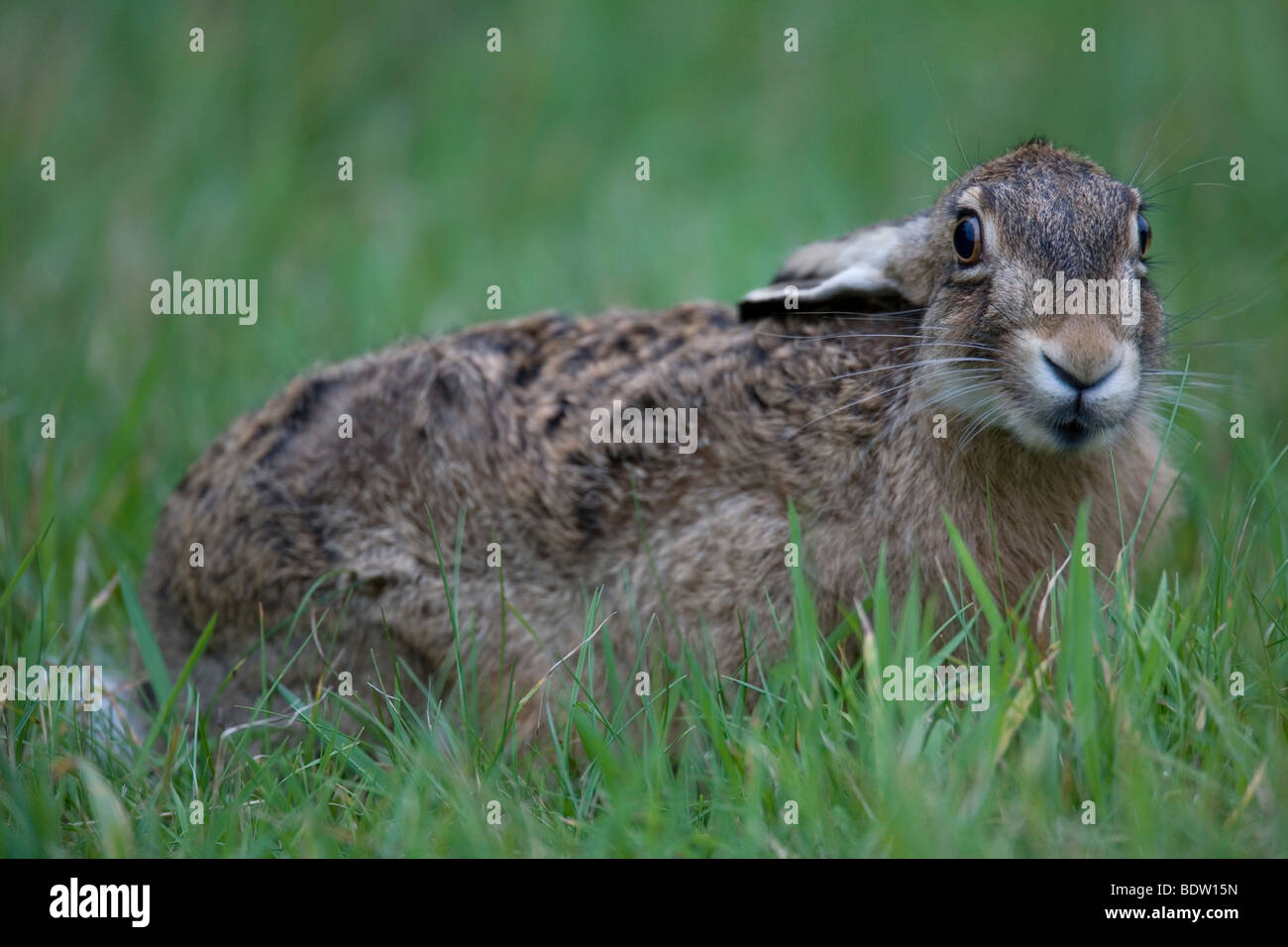 Brown Hare - (European Hare - leveret) / Lepus europaeus Stock Photo ...