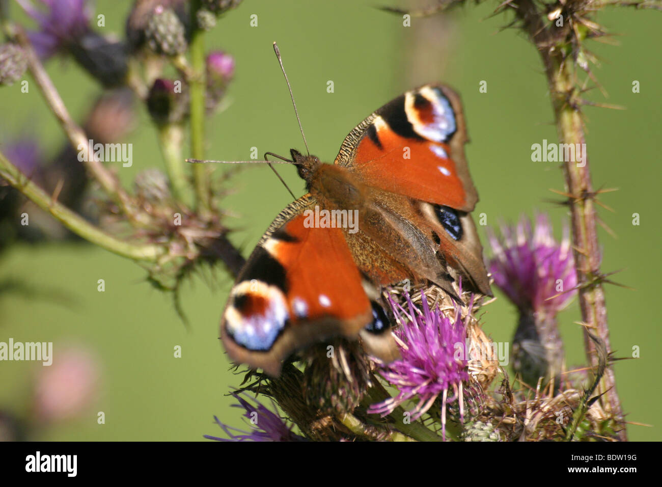 Tagpfauenauge, Inachis io, Nymphalis io, European Peacock butterfly ...